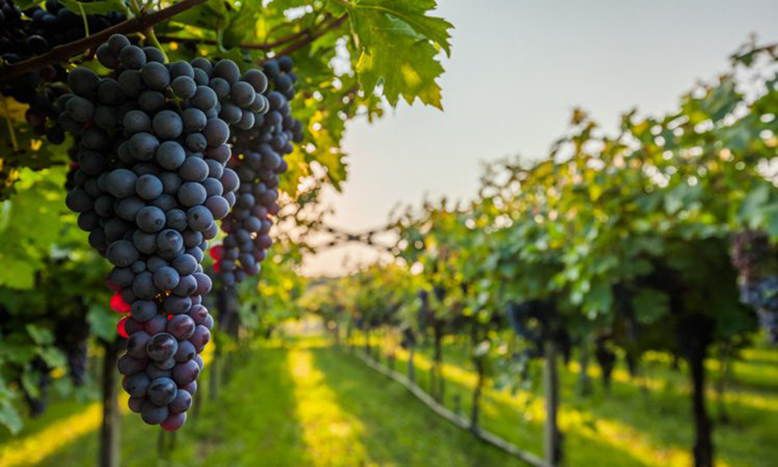 Stewardship of Our Lord’s vineyard – Saint Andrew's Orthodox Church Stewardship of Our Lord’s vineyard – Saint Andrew's Orthodox Church